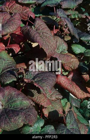 Close up of bigflower tellima (tellima grandiflora) flowers in bloom ...