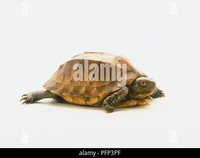 Tortoise (Testudinidae), side view Stock Photo - Alamy