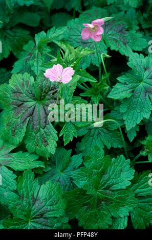 Close-up of a gift in a flower vase Stock Photo - Alamy