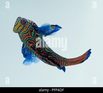 Mandarinfish (Synchiropus splendidus), side view Stock Photo - Alamy