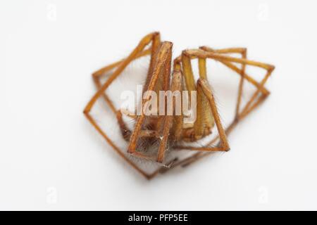 Dead spider curled up Stock Photo - Alamy