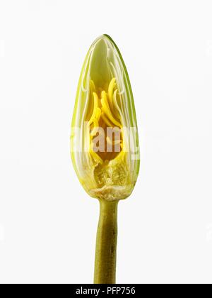Cross-section of water lily bud Stock Photo - Alamy
