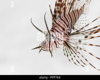 Red lionfish (Pterois volitans). Tropical venomous fish Stock Photo - Alamy