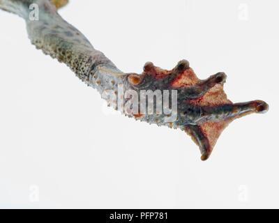 Cane Toad (Bufo marinus) upward view of body, warty skin and feet Stock ...