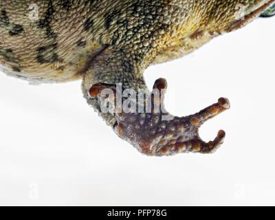 Cane Toad (Bufo marinus) upward view of body, warty skin and feet Stock ...