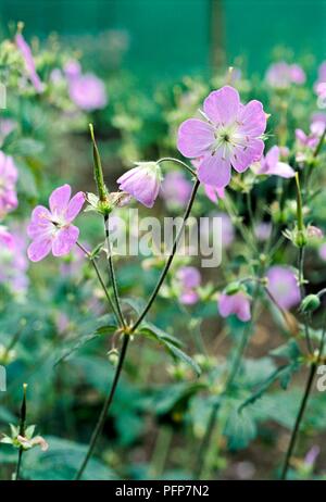 Purple flowers of Wild Geranium maculatum close up. Spring nature ...