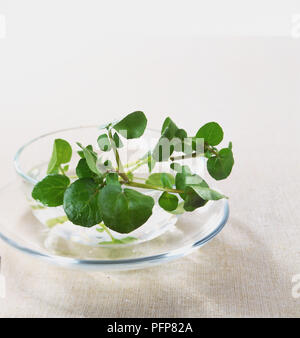 Small fresh watercress leaves on red fabric Stock Photo - Alamy