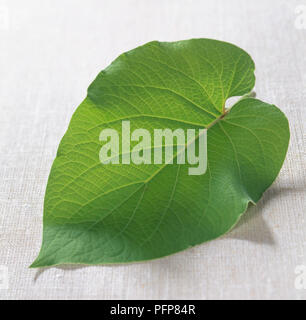 Hoja santa. Piper auritum Stock Photo - Alamy