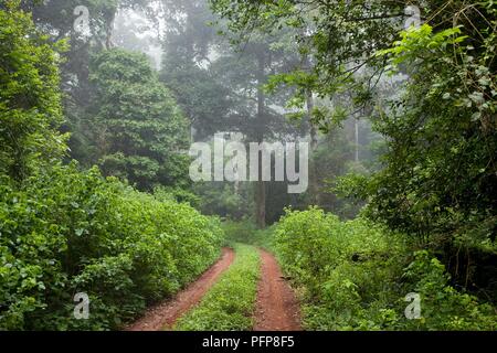 Kenya, Marsabit National Park, road through misty forest Stock Photo ...