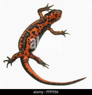 Japanese Fire Bellied NEWT Stock Photo - Alamy