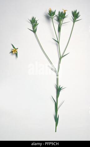 Yellow flowers on green leaf background Stock Photo - Alamy