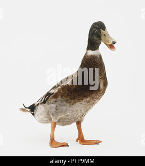 Duck Mallard Anas platyrhynchos anatidae standing on a rock near a pond ...