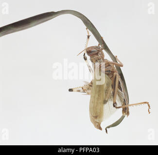 Metamorphosis of a Desert Locust Schistocerca gregaria, showing the ...