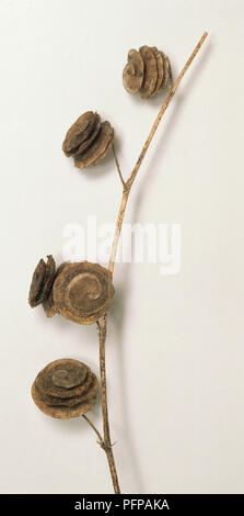 Large Disc Medick (Medicago orbicularis) seed pod, coloured scanning ...