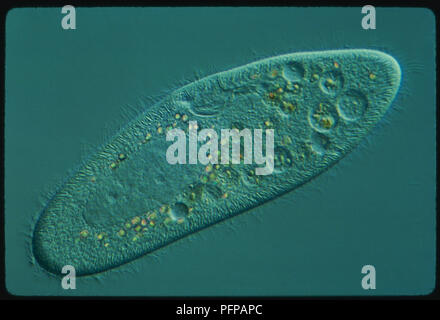 Microscopic view of paramecium Stock Photo: 59360998 - Alamy