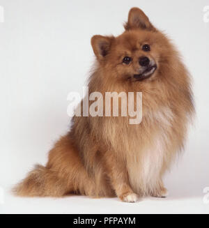 3 Standard German Spitz Stock Photo - Alamy