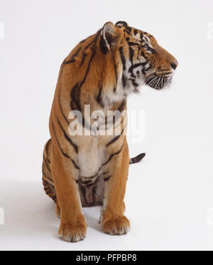 Tiger sitting on hind legs with mouth open wide roaring Stock Photo - Alamy
