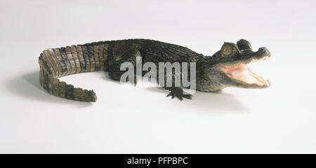 A Caiman (Caimanus crocodilus), side view Stock Photo - Alamy