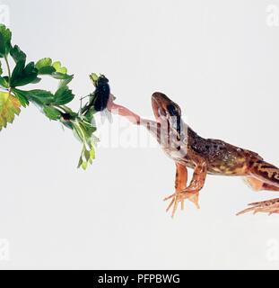 Frog catching flies with mouth open close up Stock Photo: 99948201 - Alamy