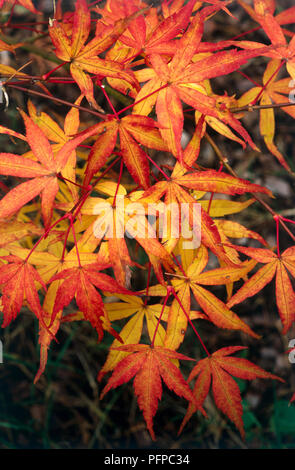 acer palmatum 'shinobuga oka' japanese maple - blue sky beautiful ...