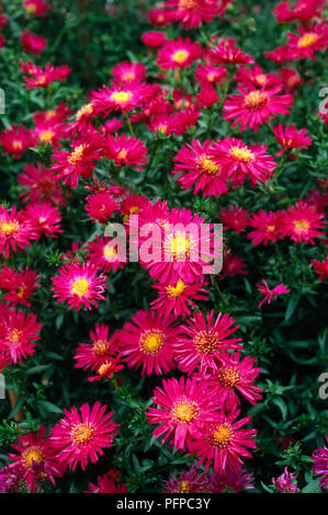 ASTER NOVI BELGII CULTIVAR Stock Photo - Alamy
