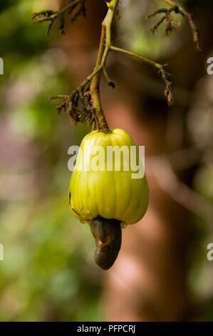 Branch of cashew nut tree with ripe nuts from Goa, India. Cashew pods ...