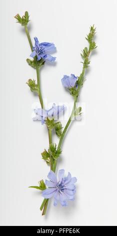A vertical shot of the Common chicory (Cichorium intybus Stock Photo ...