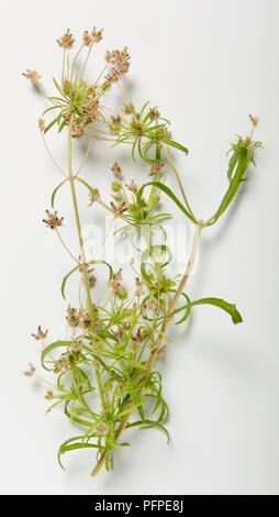 Sand plantain (Plantago psyllium Stock Photo - Alamy