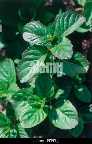 Mentha x piperata citrata. Lemon Mint foliage Stock Photo - Alamy