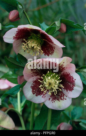 Stem with white flowers of Helleborus orientalis, Hellebore or Lenten ...