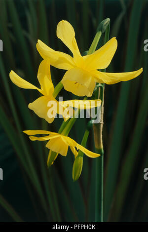 Yellow Daffodil Flowers bud with Bright Orange Cups in Spring Bouquet ...