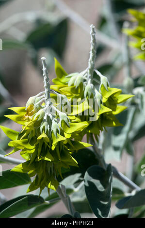Regal birdflower Crotalaria cunninghamii Stock Photo - Alamy