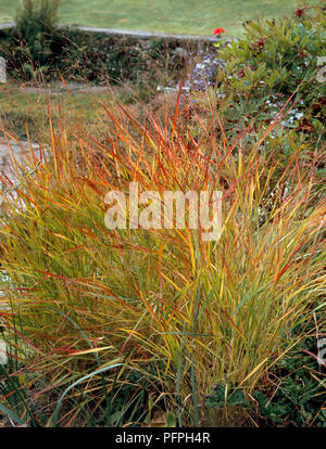 Carex sp Carex sp Stock Photo - Alamy