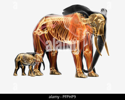 Elephant skeleton, illustration Stock Photo - Alamy