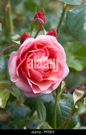 The pink flower of an Aloha climbing rose Stock Photo - Alamy