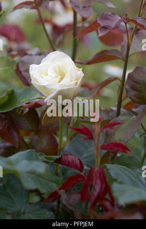 Rosa Silver Anniversary 'Poulari', rose bush with double white bloom ...