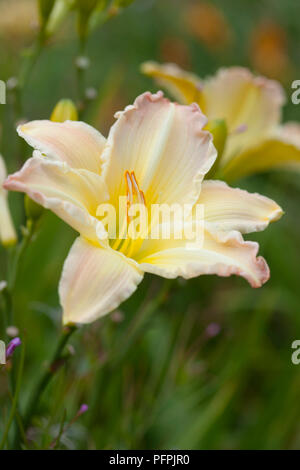 close up of beautiful yellow single petal flower head of chicory Stock ...