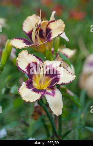 "botany, Daylily, (Hemerocallis), cultivar: "Jack Randall", blossom ...