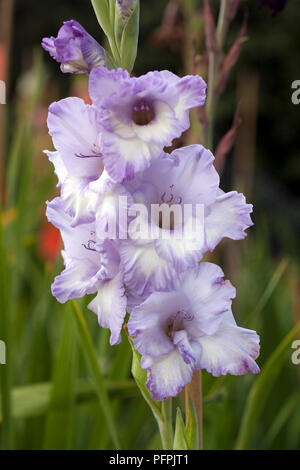 Close up of violet blue flower heads in the sunlight - macro Stock ...