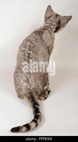 Close-up of a grey Devon Rex cat Stock Photo - Alamy