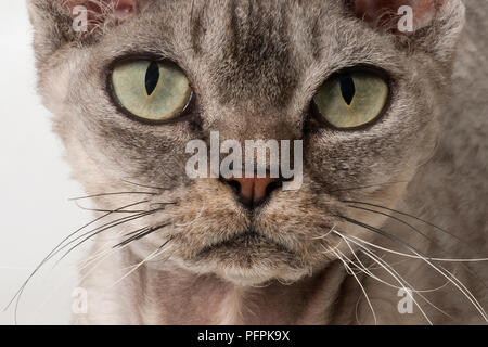 Close-up of a Devon Rex cat that has a corneal sequestrum on one eye ...