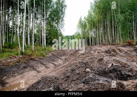 system of drainage ditch in the woods for water colleting Stock Photo ...