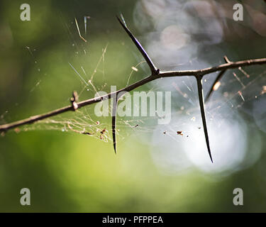 Closeup of a creepy spider with long sharp legs on the spider web Stock ...