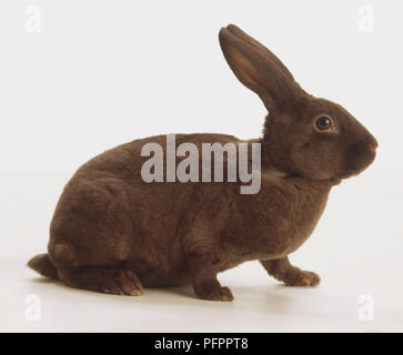 Sitting dark grey Mini-rex Rabbit (Leporidae), side view Stock Photo ...