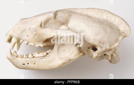 Eurasian badger (Meles meles) skull Stock Photo - Alamy