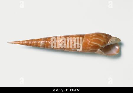 Auger spiral shell Stock Photo - Alamy
