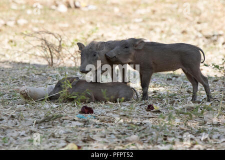 three young COMMON WARTHOG that rest on a hot day under the shade of ...