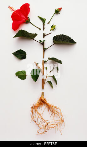 hibiscus flower with leaf Stock Photo - Alamy