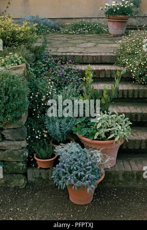 various herbs aromatic in pot on white wooden table with gardening ...
