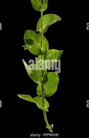 Thorow-wax Bupleurum rotundifolium APIACEAE Stock Photo - Alamy